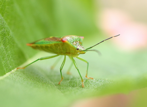 Birch shieldbug | The Wildlife Trusts